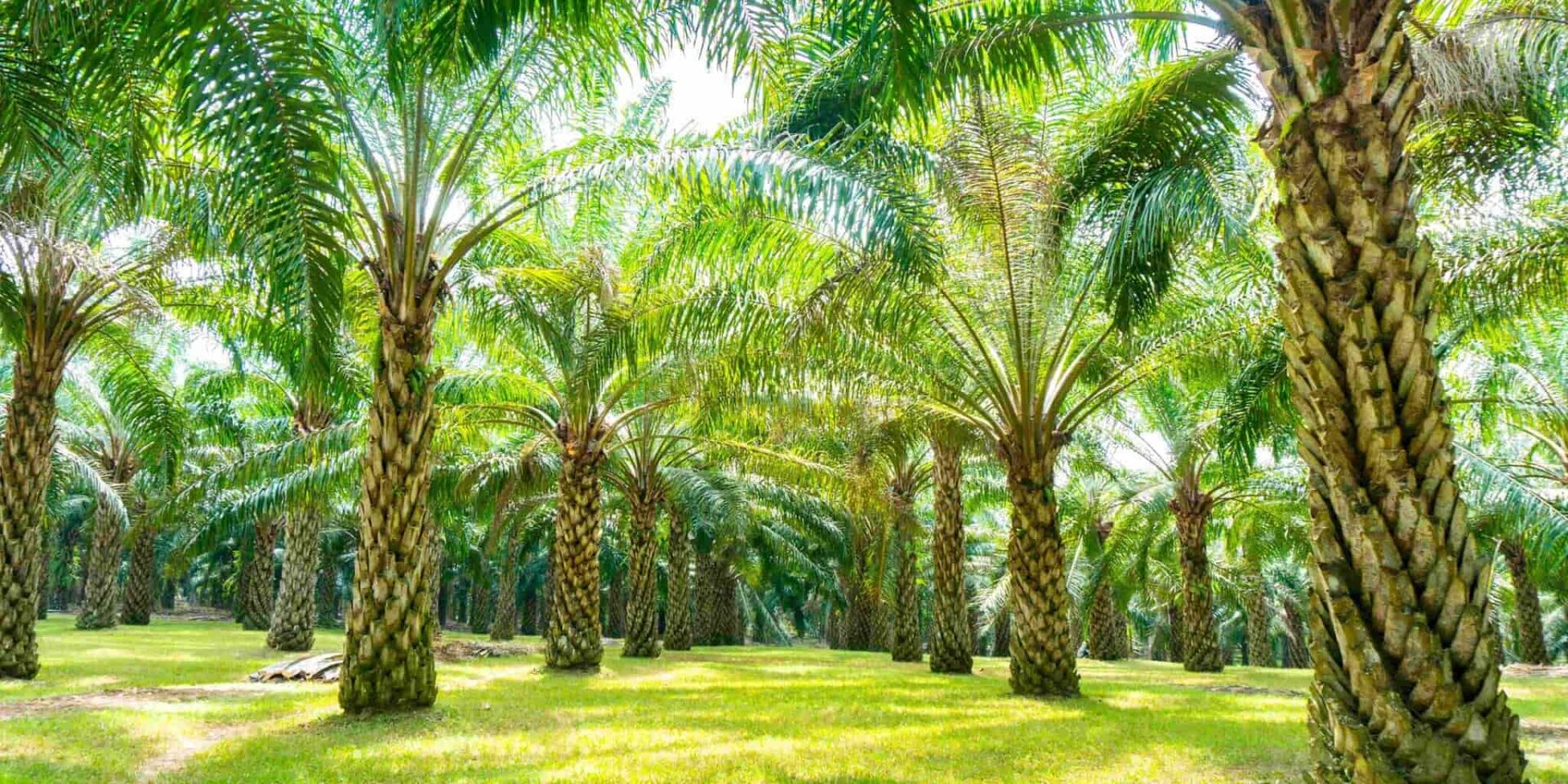 Manage Your Palm Oil Industry with Hash Manufacturing Software!