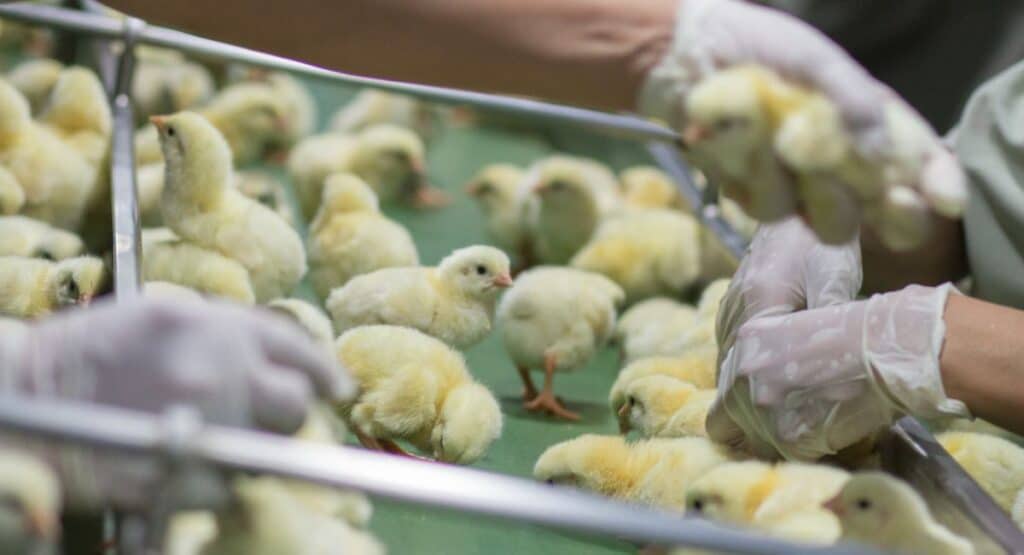 ERP Software for Poultry Processing Industry