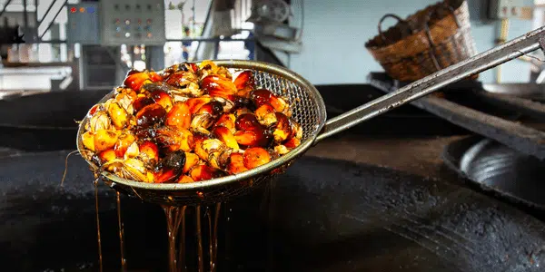 Proses Pengolahan dan Produksi Minyak Kelapa Sawit